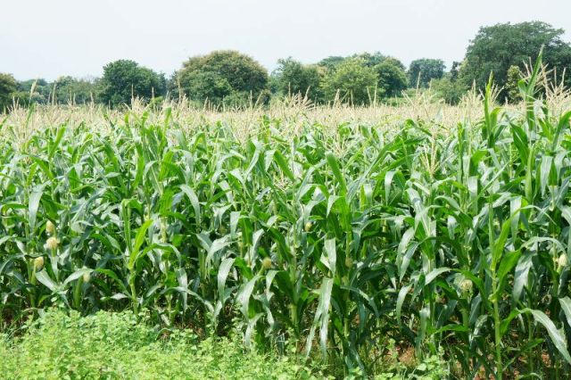 These Cash Crops Play a Vital Role in Africa's Economy and Food ...