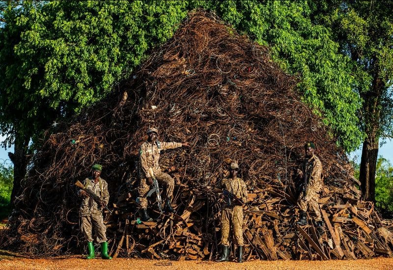 12-tonne Pile of Tangled Snares and Metal Traps Reveal Ongoing Battle ...