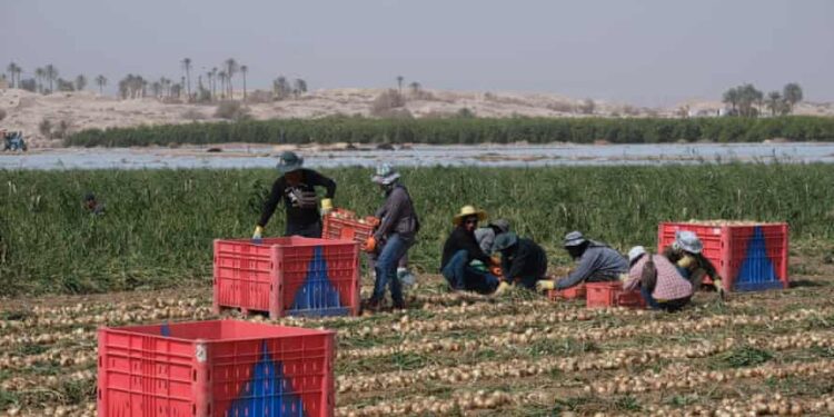 Kenya and Malawi are Helping to Plug a Shortage of Farm Workers in ...