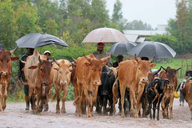 Livestock