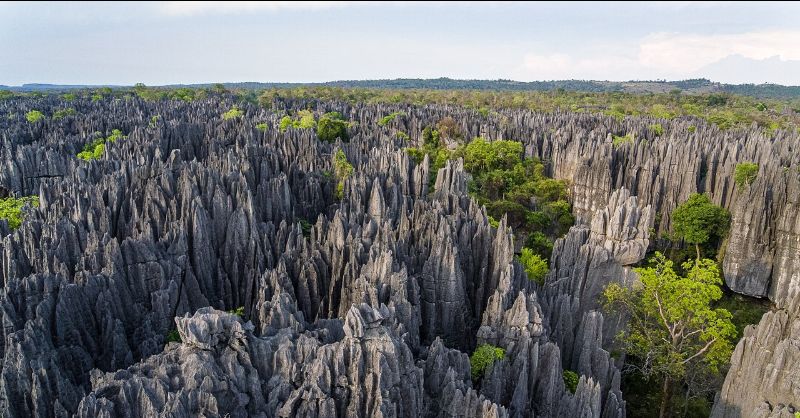 A Trip to Madagascar’s Andrefana Dry Forests is Like Stepping into an ...