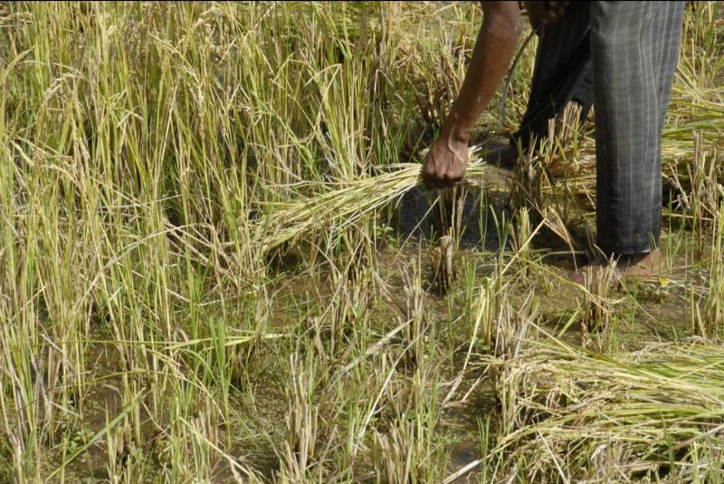 Smallholder Farmers are the Backbone of Local Rice Production in Ghana ...