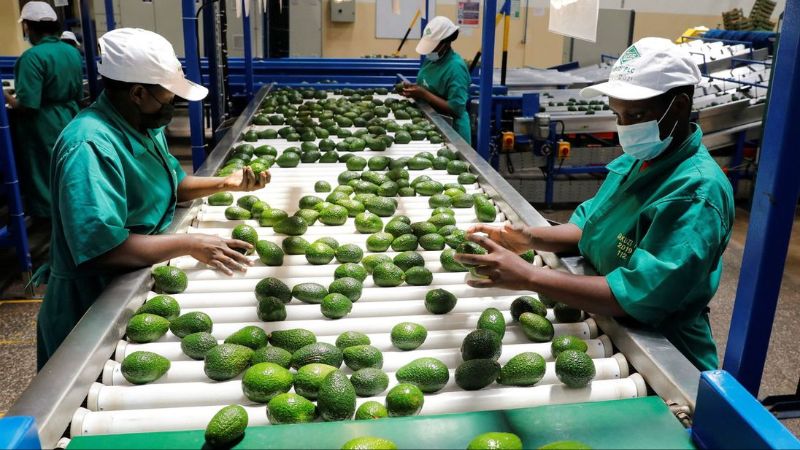 The Firm but Luscious Avocado Pear Climbs Up the List of Kenya’s ...