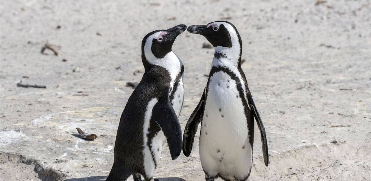 Critical Endangerment of African Penguins Spurs Calls for Stricter ...