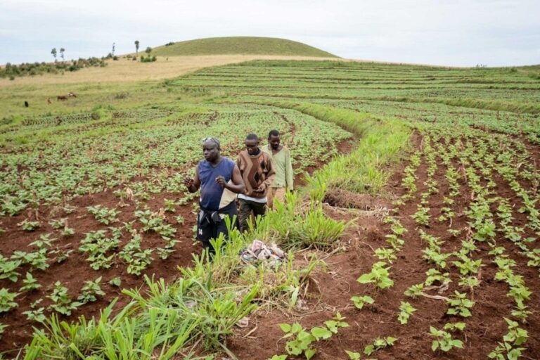 World Bank Initiative Revitalizes 160,000 Hectares for Nigerian ...